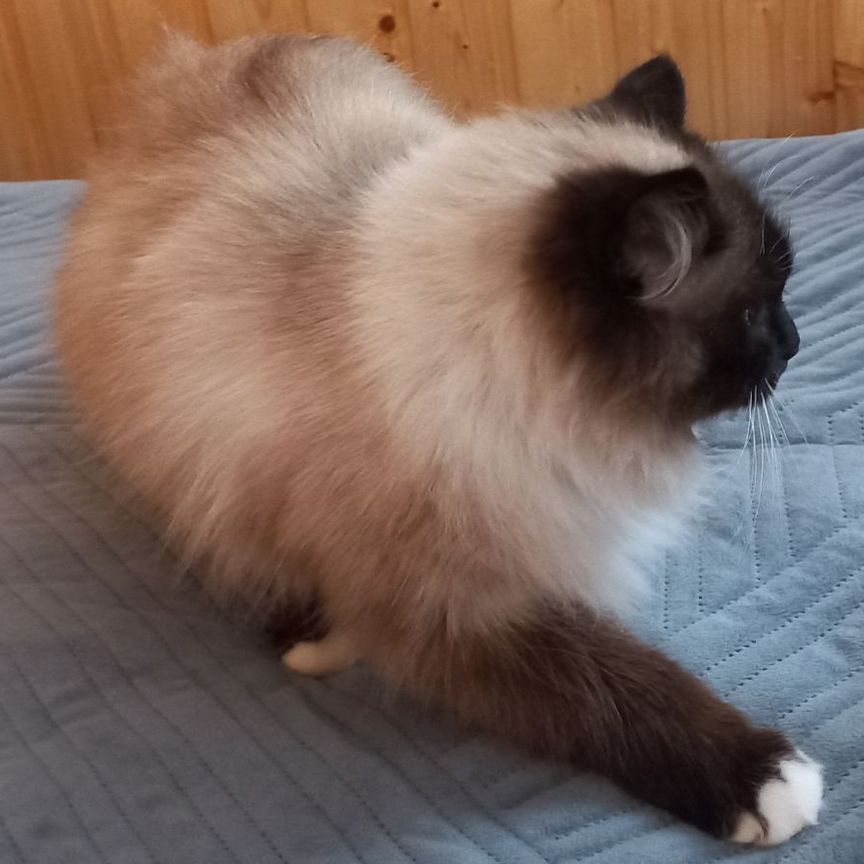 Кошка сиамско-сибирская