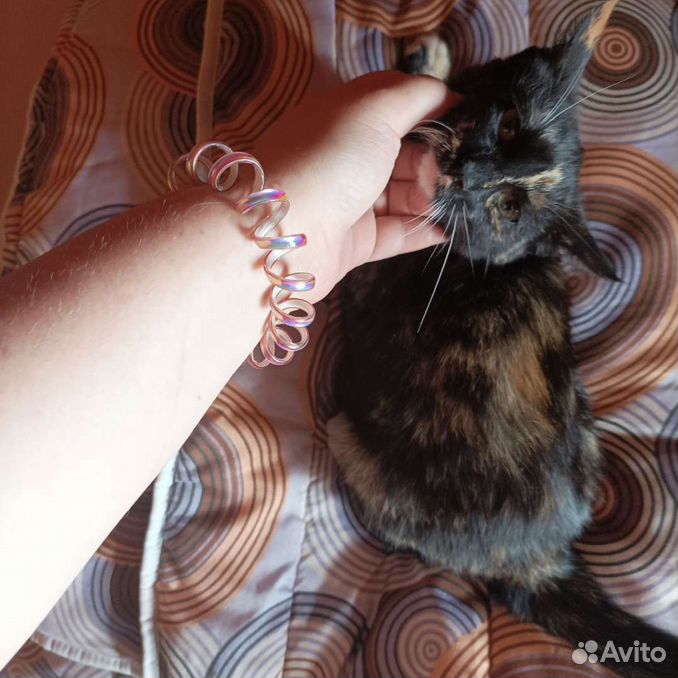 Котенок маленький трехцветный в дар добрые руки