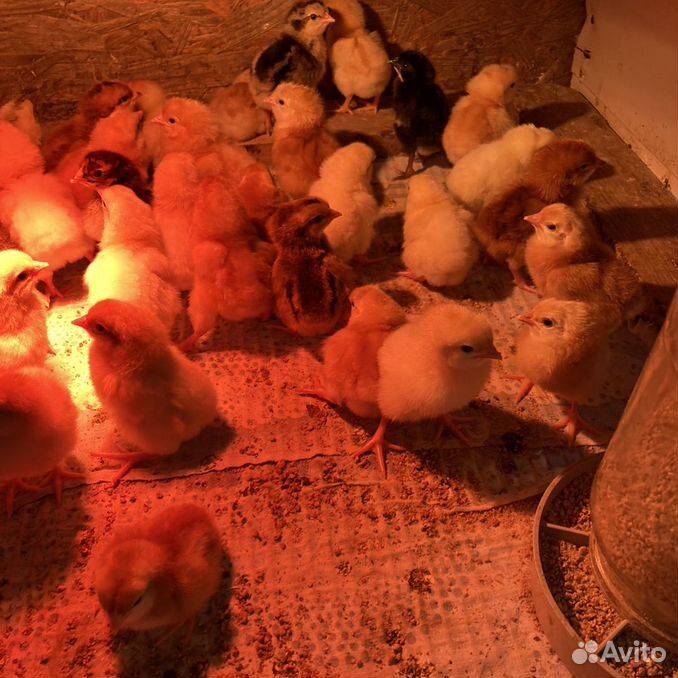 Цыплята несушки, индюшата