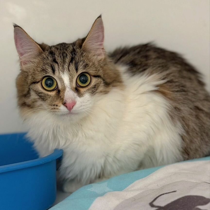 Кошечка котёнок бесплатно