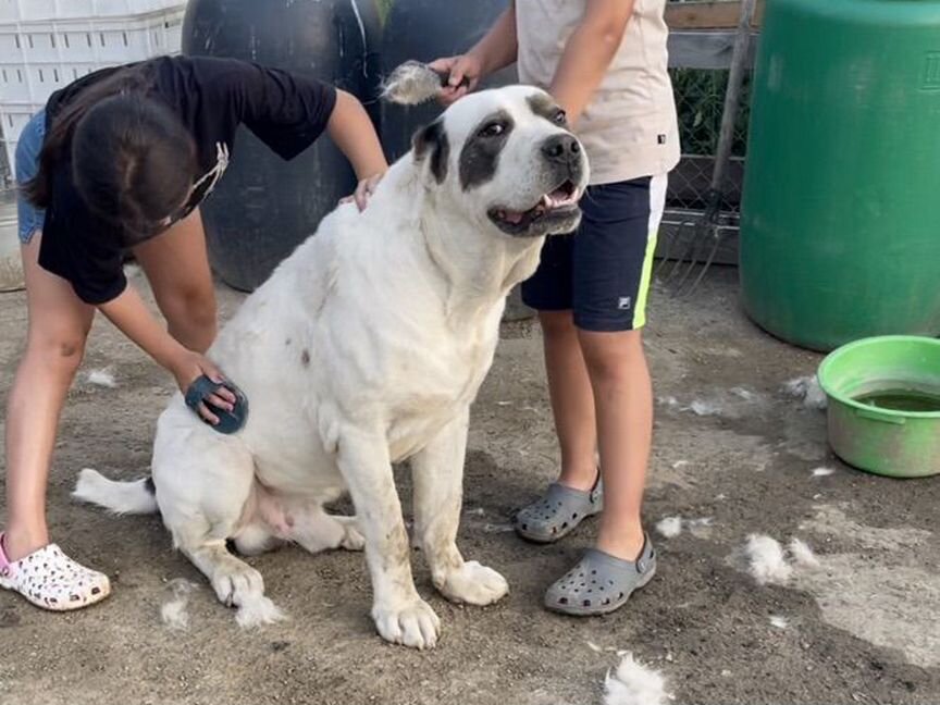 Среднеазиатская овчарка алабай
