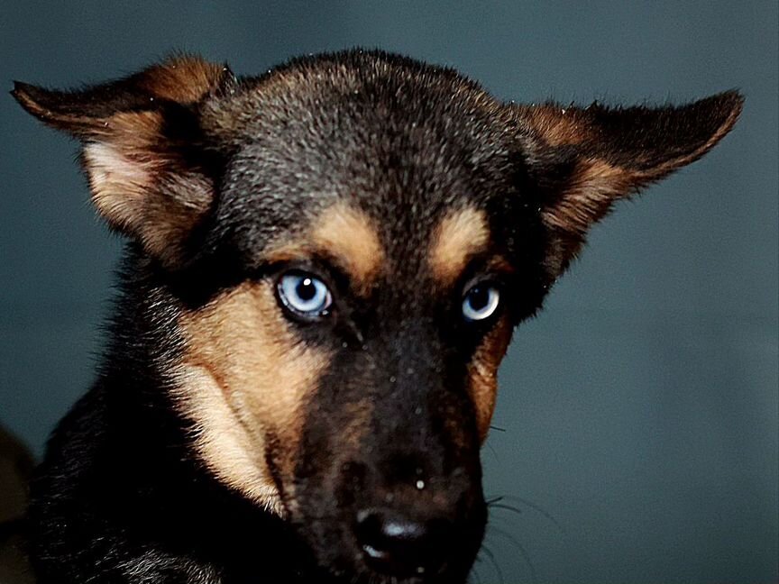 Девочка мечта Руна