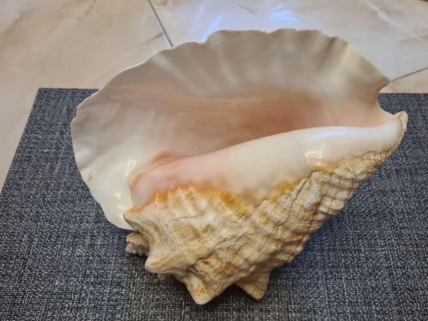 Океанская ракушка