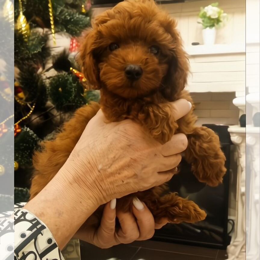 Той-пудель, щенок