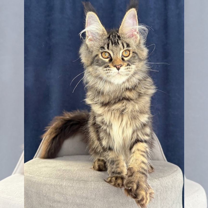 Мейн-кун котёнок