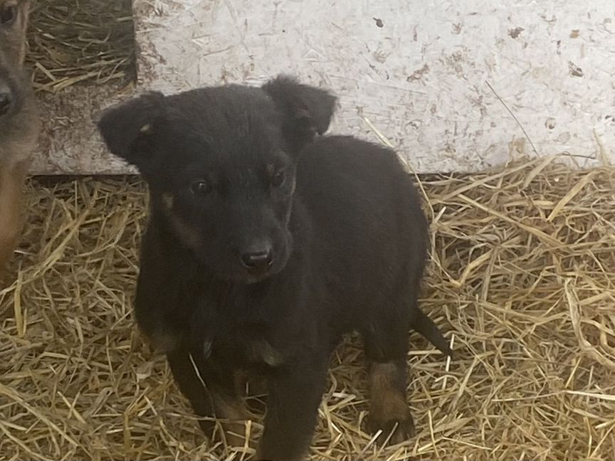 Щенок маленькая девочка. Привезу везде