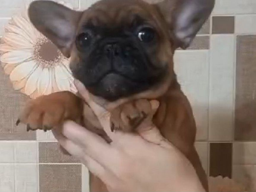 Французский бульдог