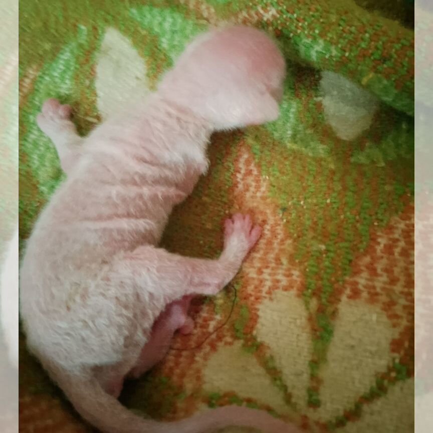Донской сфинкс котята