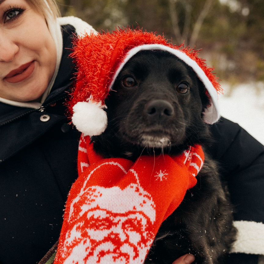 Кузьма щенок ищет дом