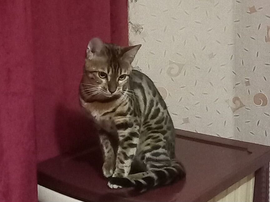 Бенгальская кошка котята