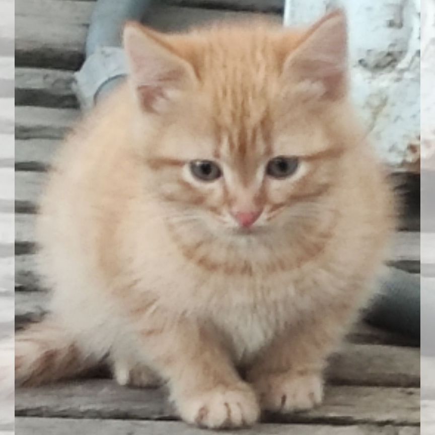 Котёнок в добрые руки