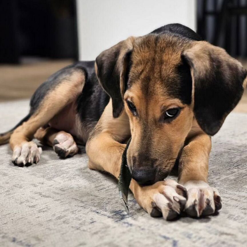 Русская гончая, щенок