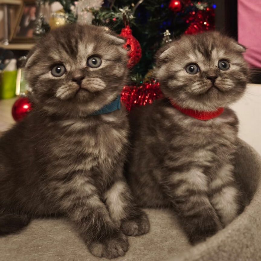 Шотландский вислоухий длинношёрстный котёнок