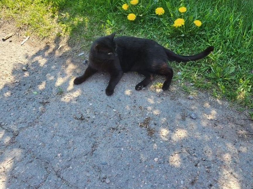 Пристраивается в добрые руки