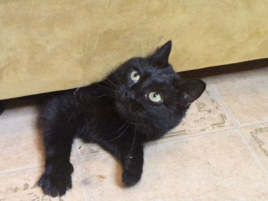 Кошка в добрые руки бесплатно