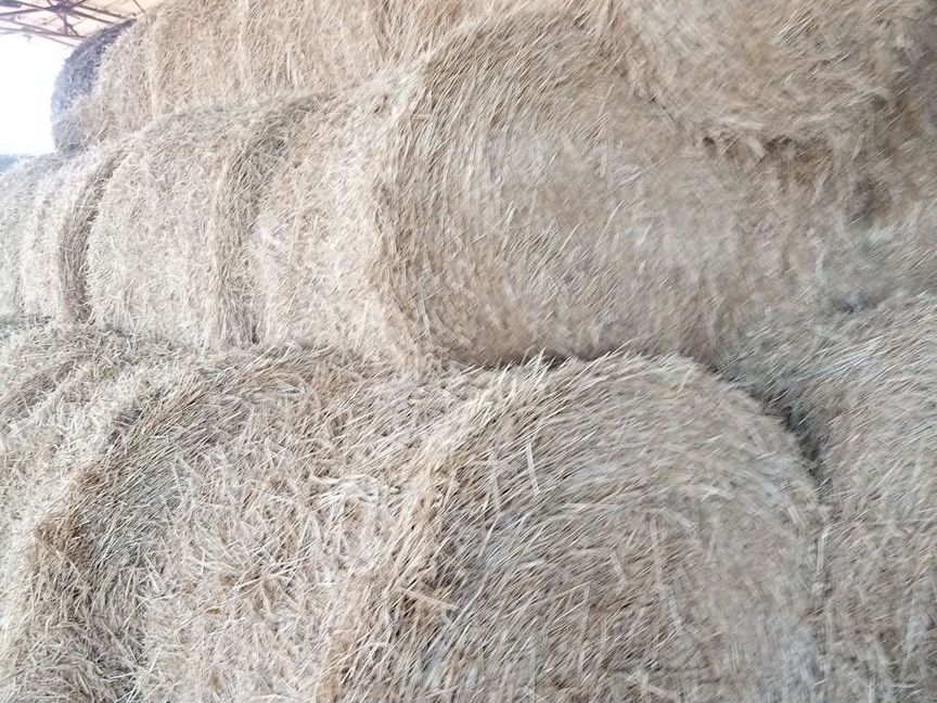 Солома ячменная