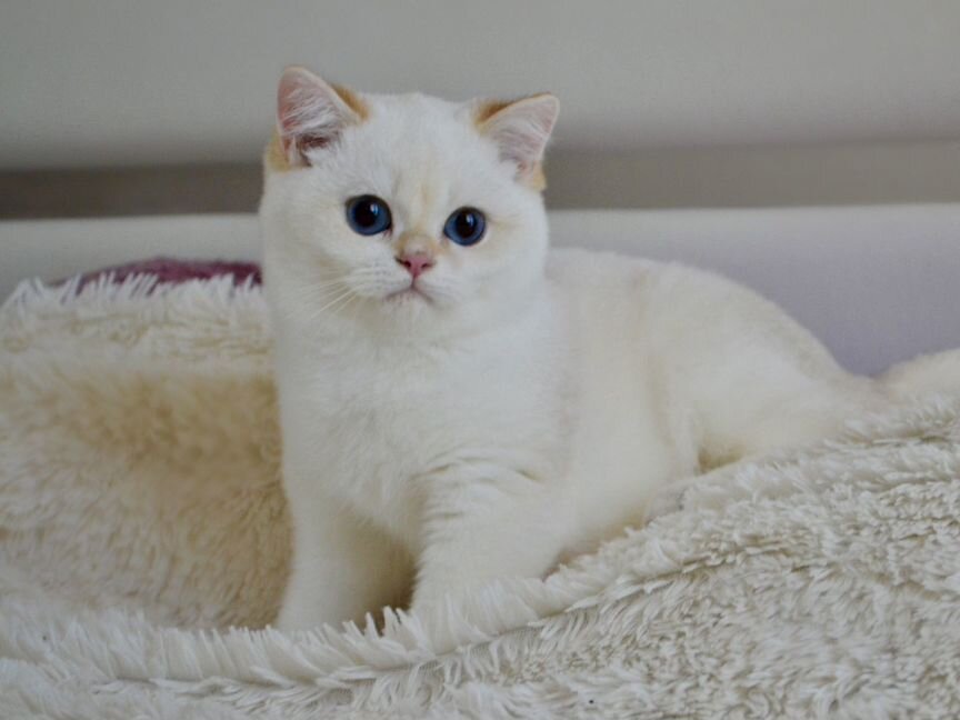 Британские котята золотая шиншилла