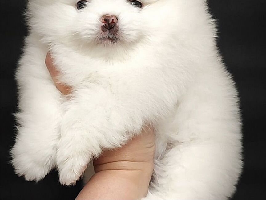 Девочка Померанский шпиц