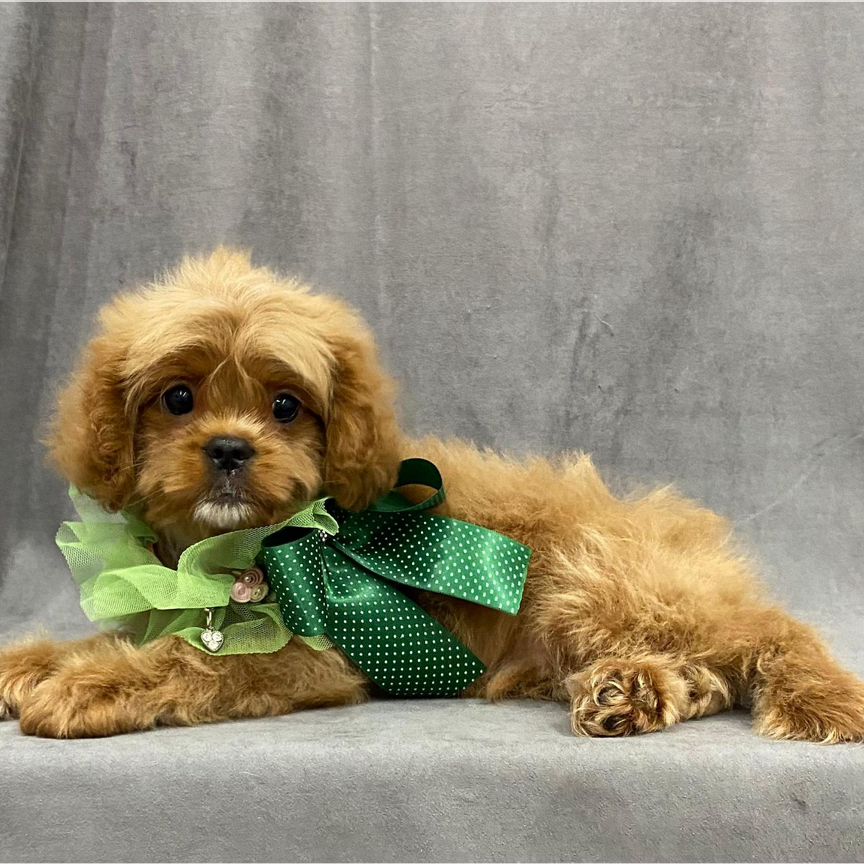 Кавапу, щенок