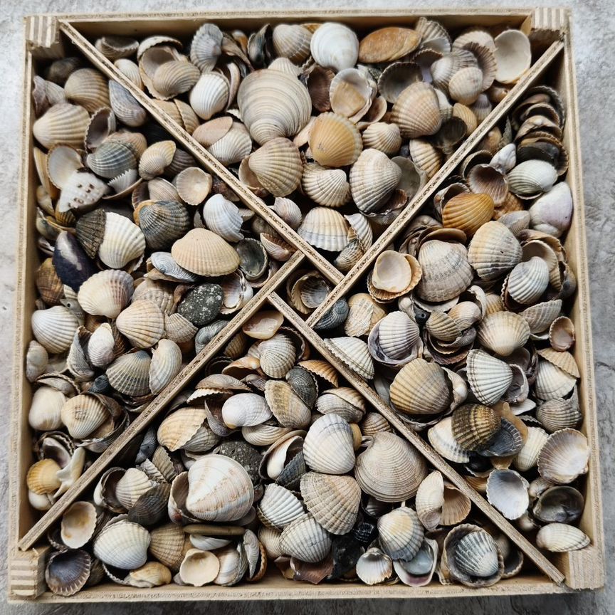 Ракушка мелкая для творчества или аквариума