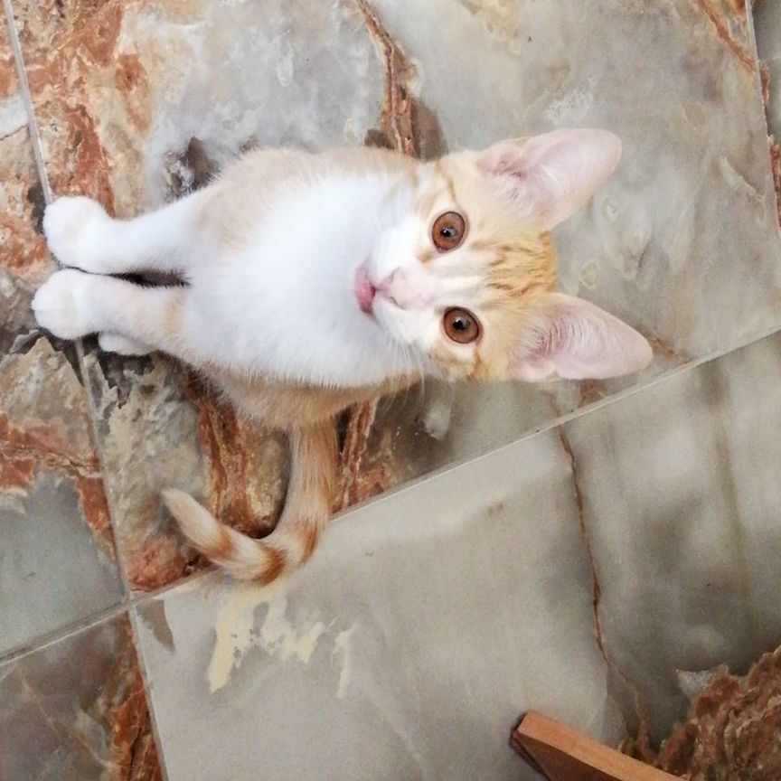 Найден Котик