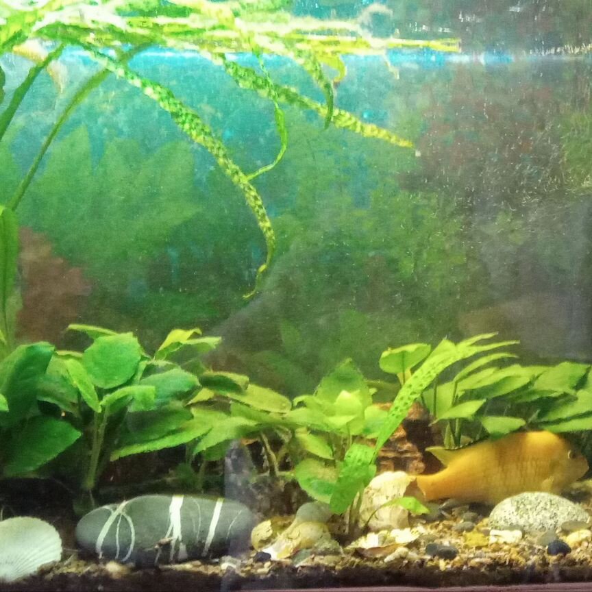 Аквариумные растения