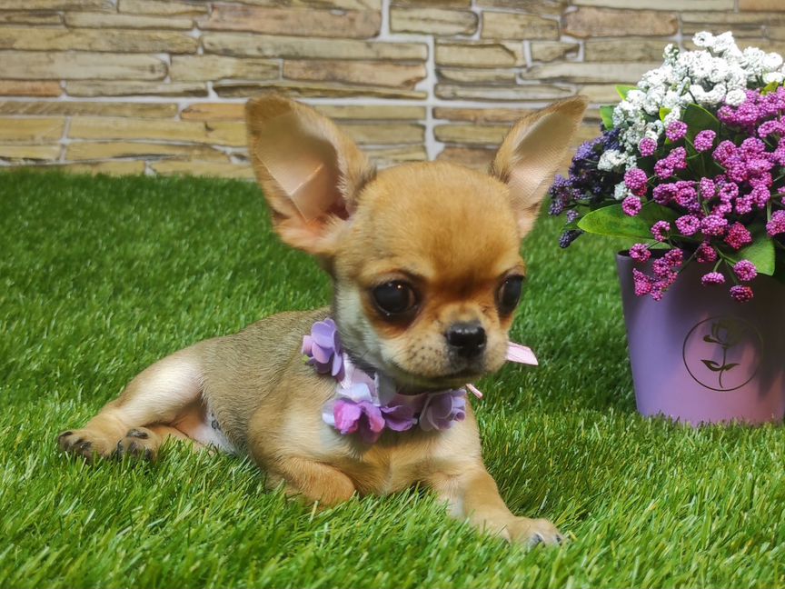 Мини девочка Чихуахуа