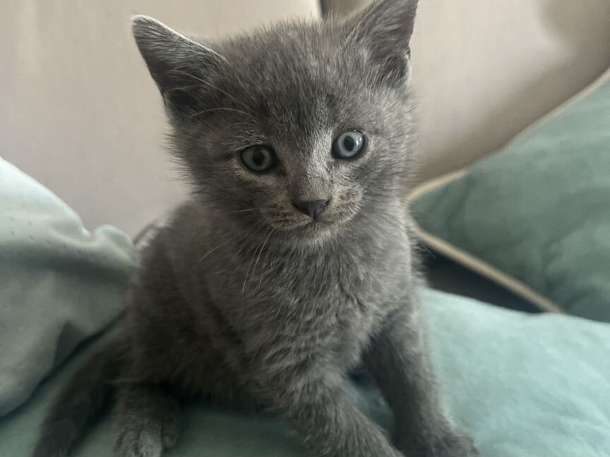 Котята в хорошие семьи