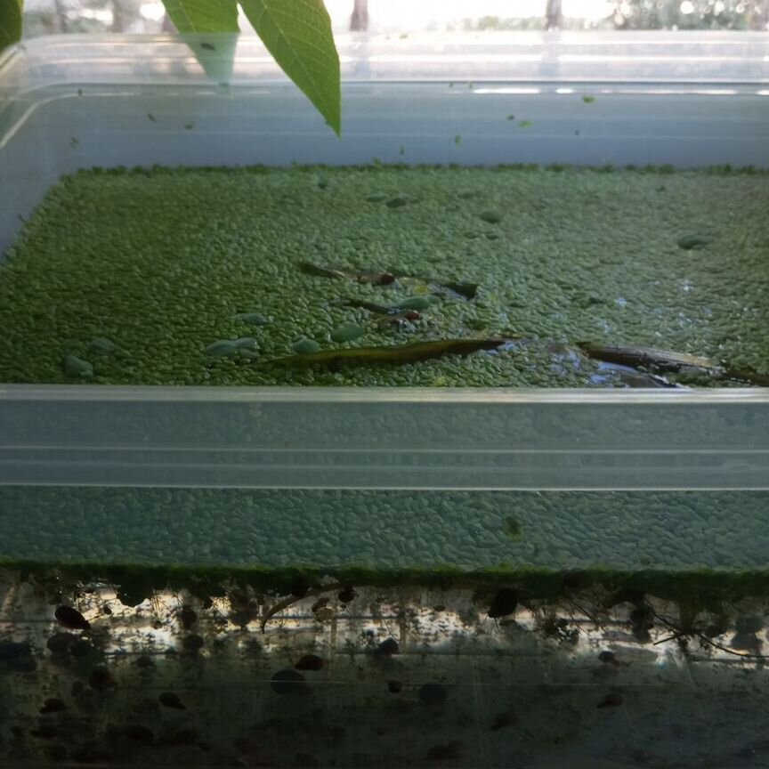 Улитки катушки, ряска