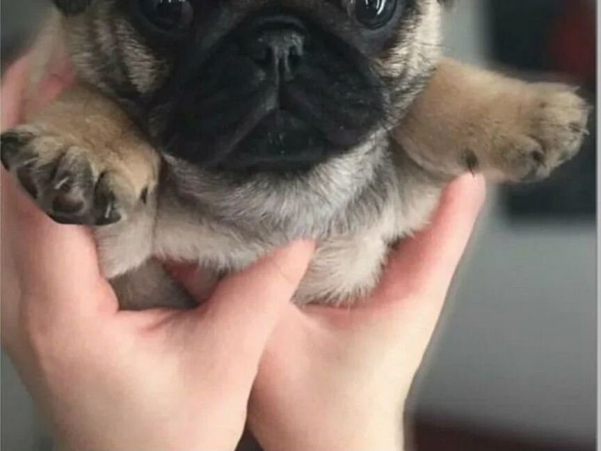 Щенки мопса девочка