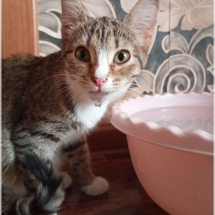 Котёнок в добрые руки