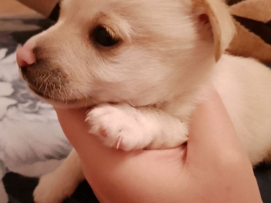 Щенки русский той-терьер