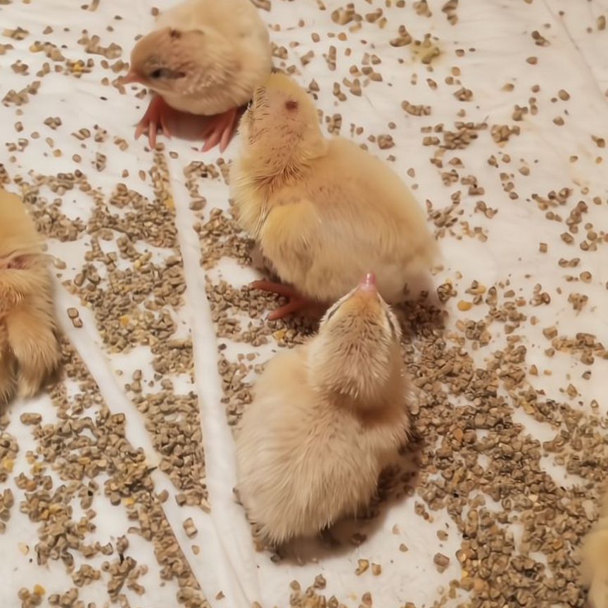 Перепелята суточные