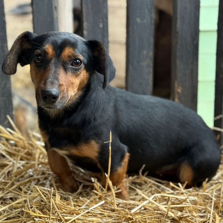 Такса, взрослая собака