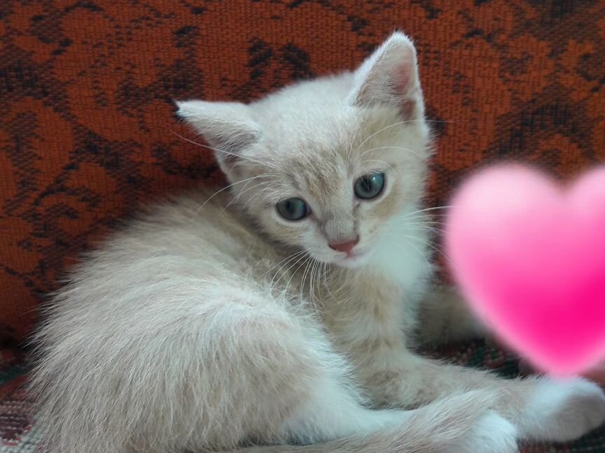 Бесплатно. Котята в добрые руки