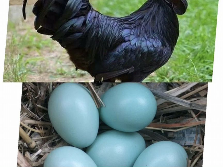 Яйцо ухейилюй