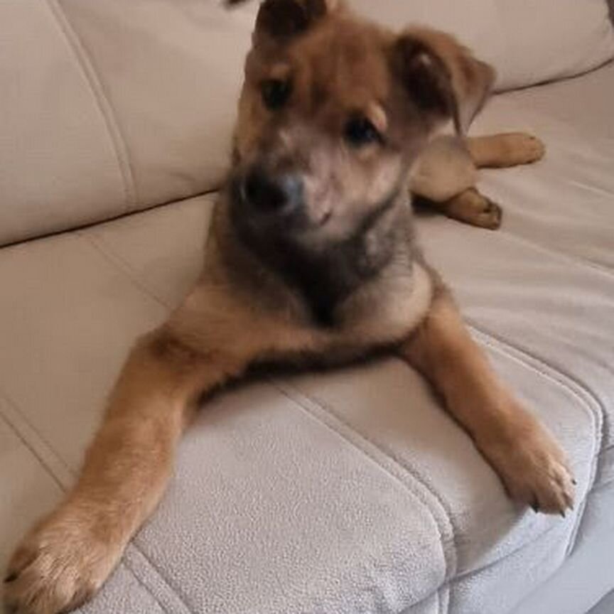 Щенок в добрые руки