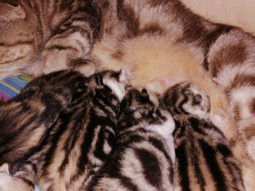 Шотландские вислоухие котята