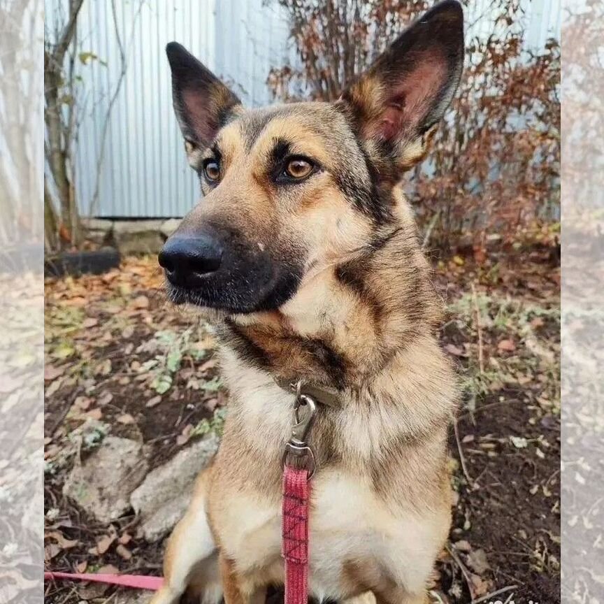 Немецкая овчарка, взрослая собака