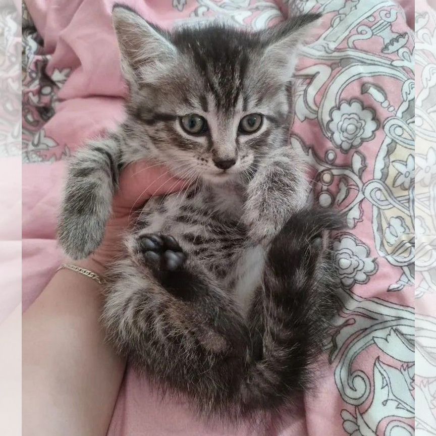Котёнок в добрые руки