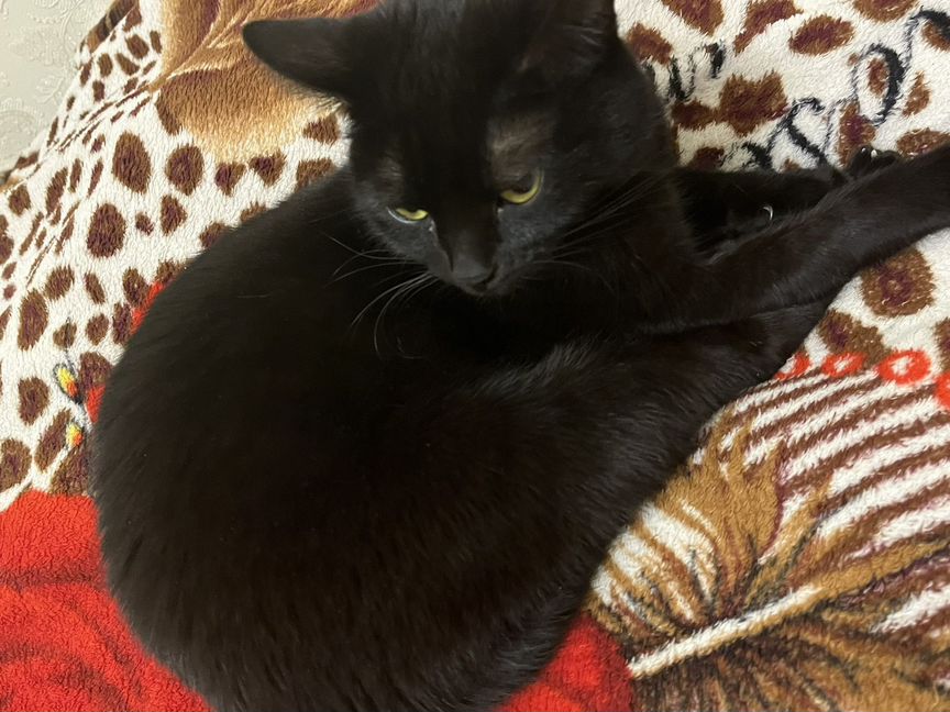 Черная кошка