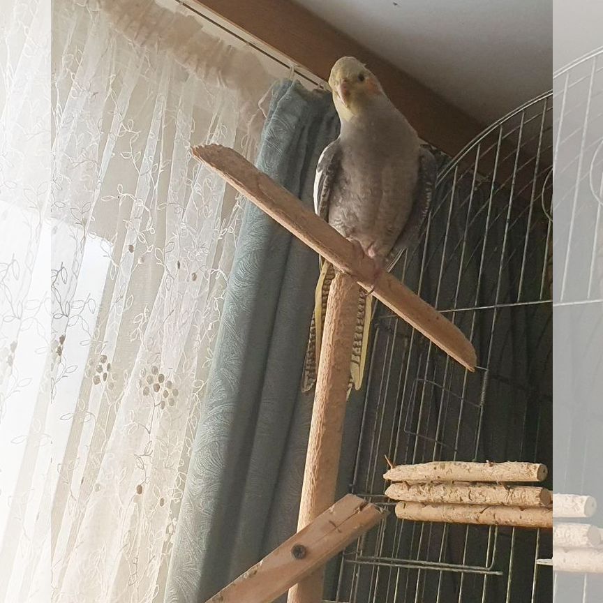 Продаю корелли