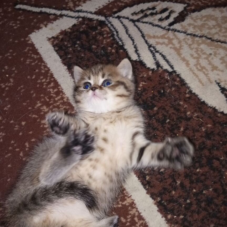 Котята. Британская шиншилла