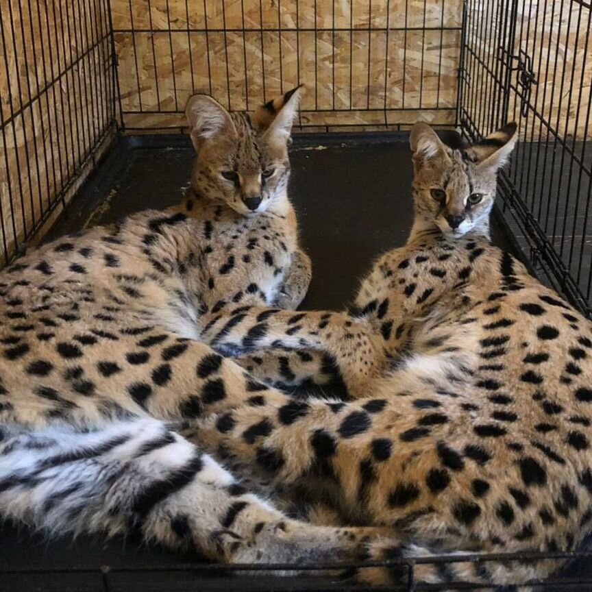 Саванна, взрослый кот