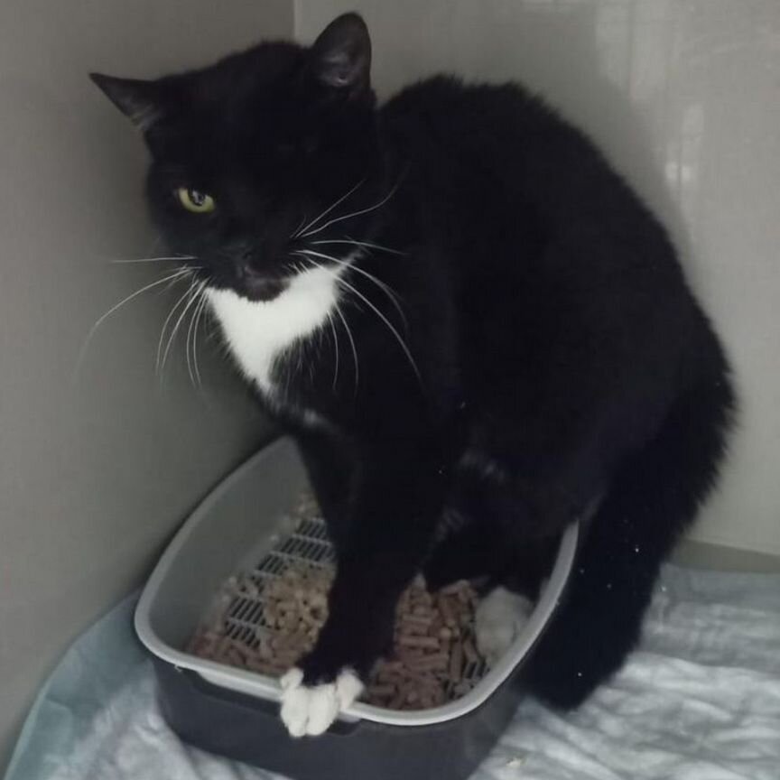 Котёнок от частного владельца