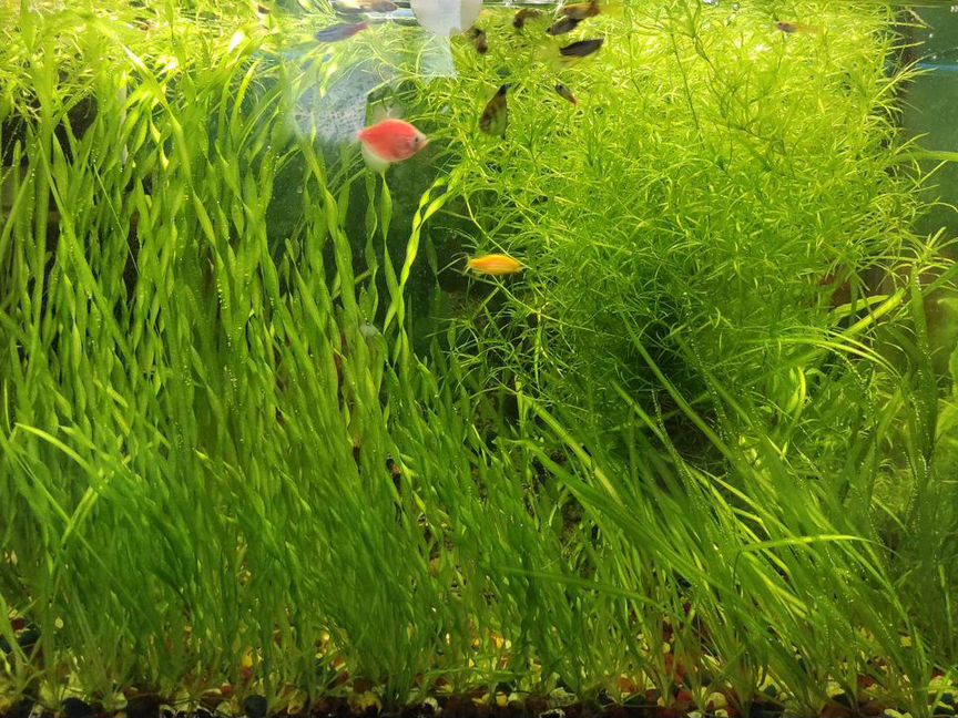 Аквариумные растения