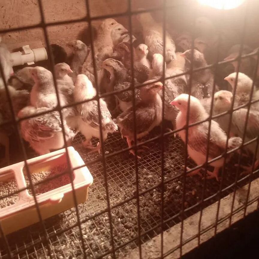 Цыплята. Барковская Барвистая