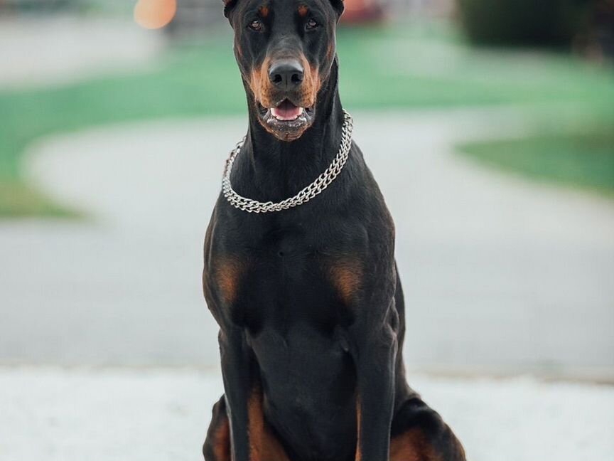 Вязка доберман