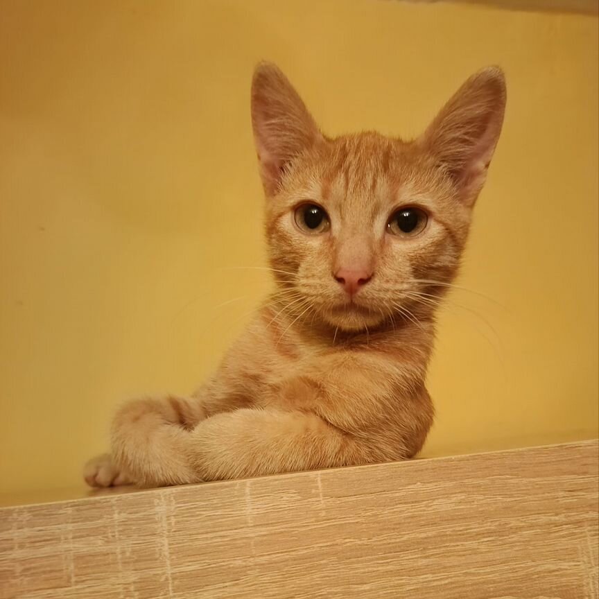 Кот Потап