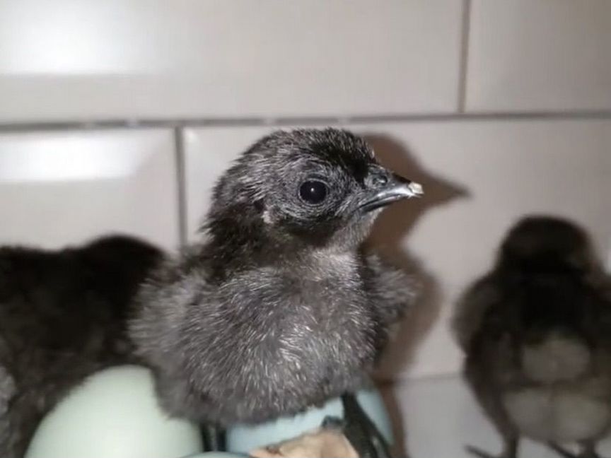 Цыплята маран / уехейилюй